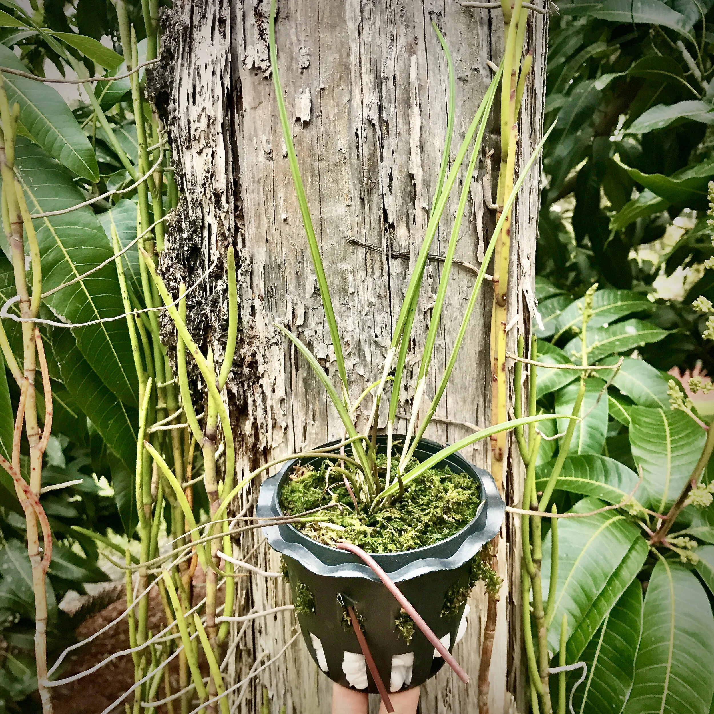 Brassavola cucullata — Palmer Orchids