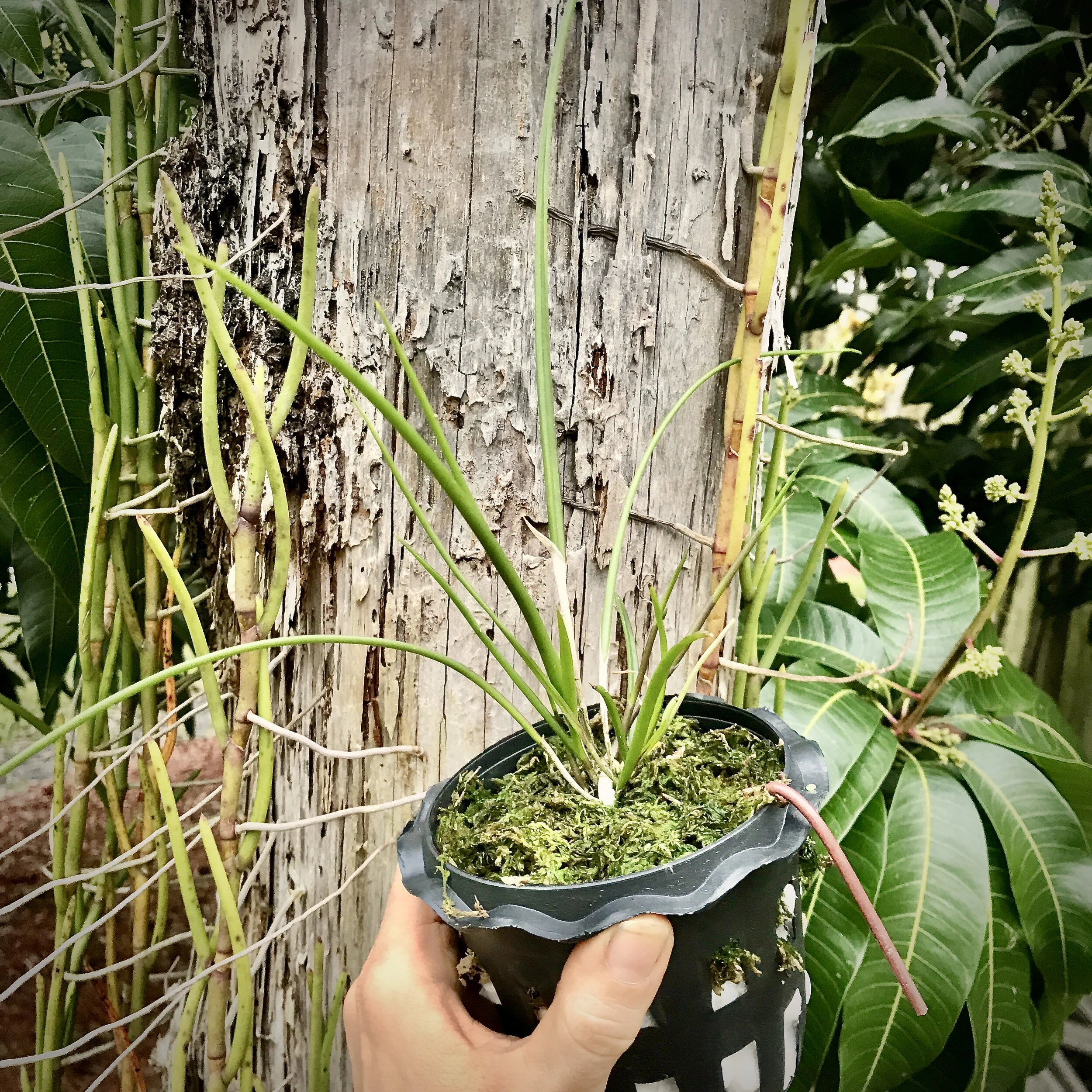 Brassavola cucullata — Palmer Orchids