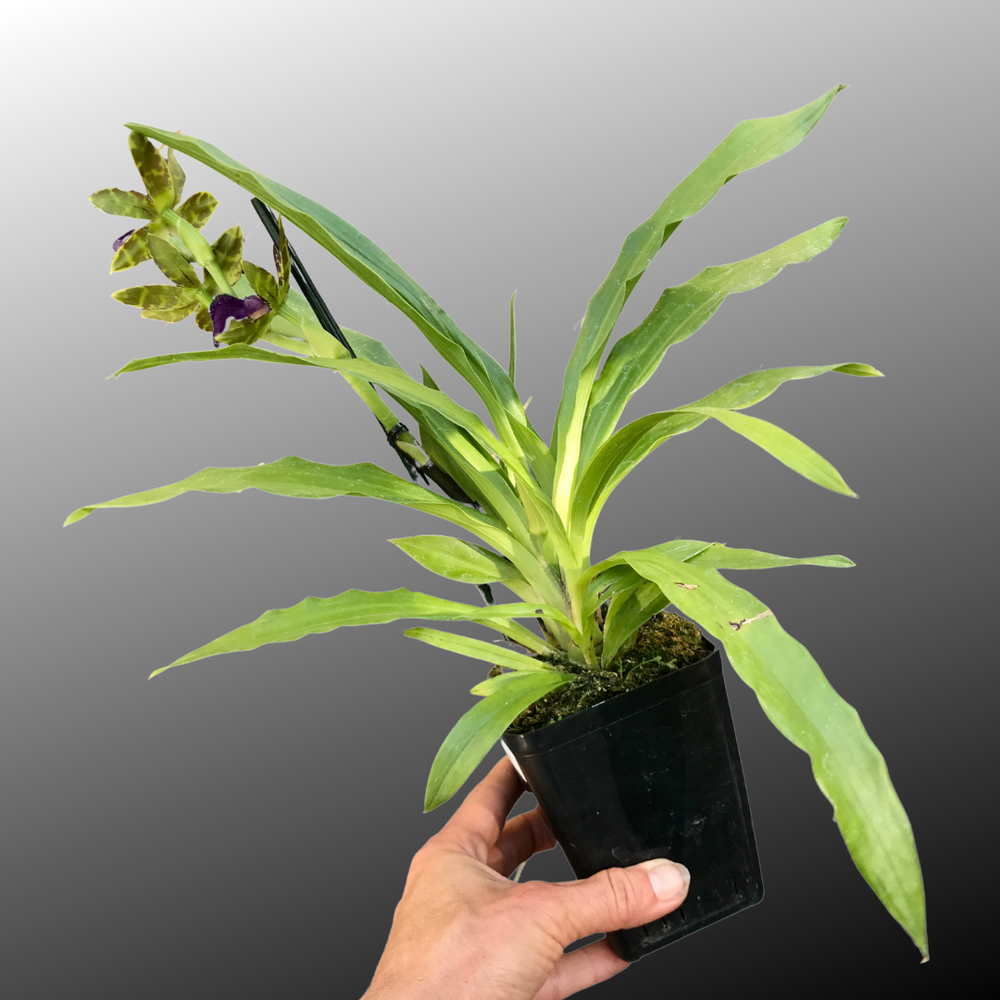 Zygo Orchids