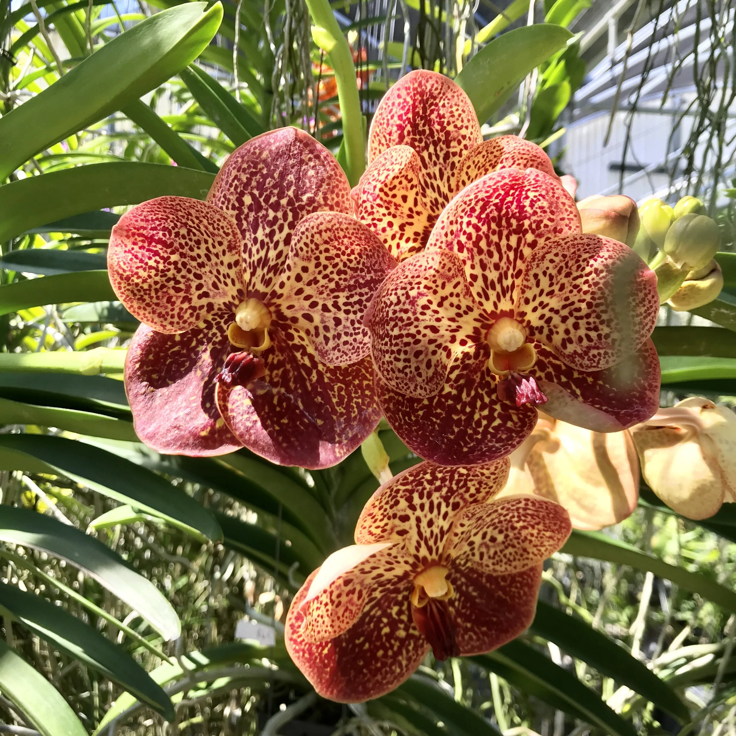 Vanda — Palmer Orchids