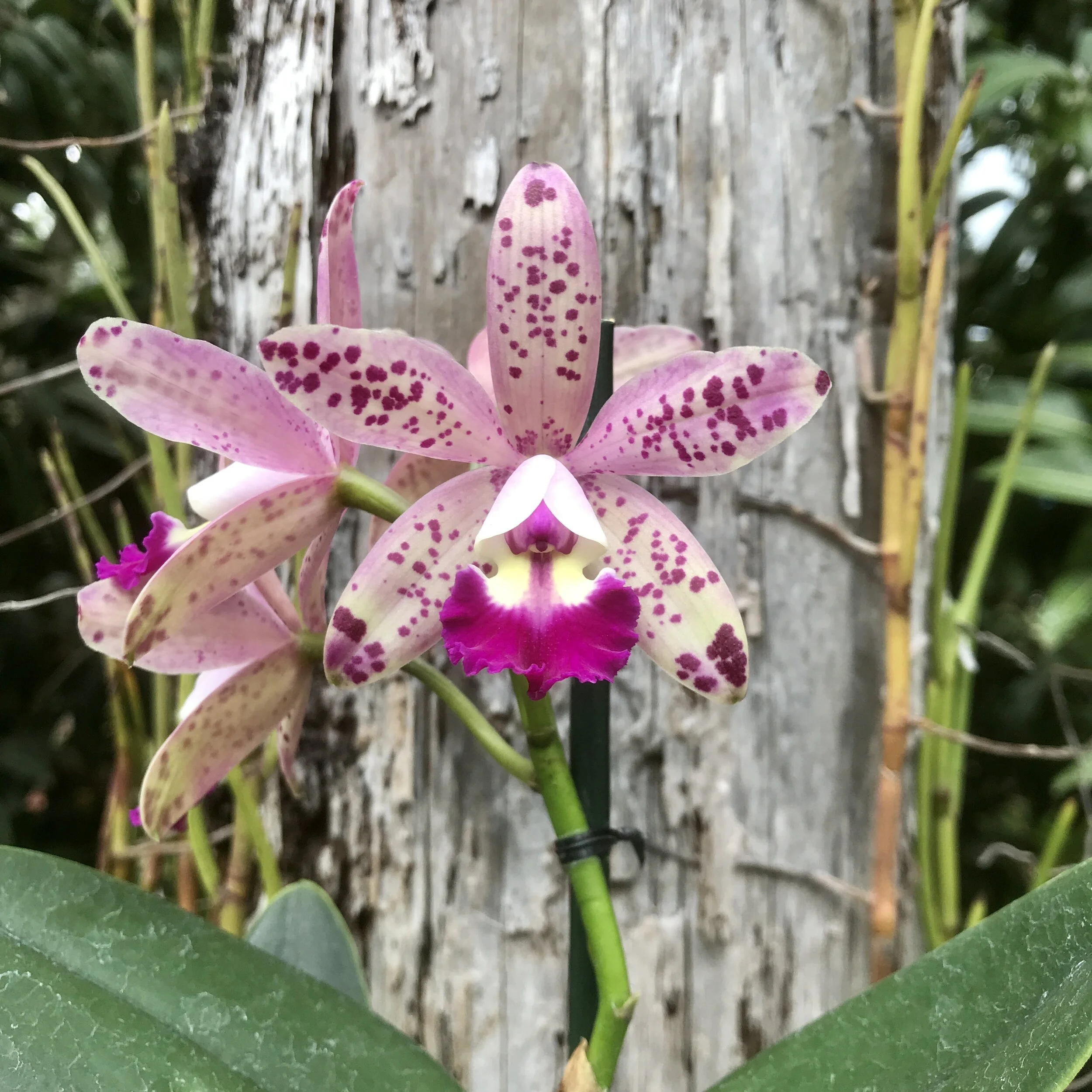 Cattleya Tropical Pointer — Palmer Orchids