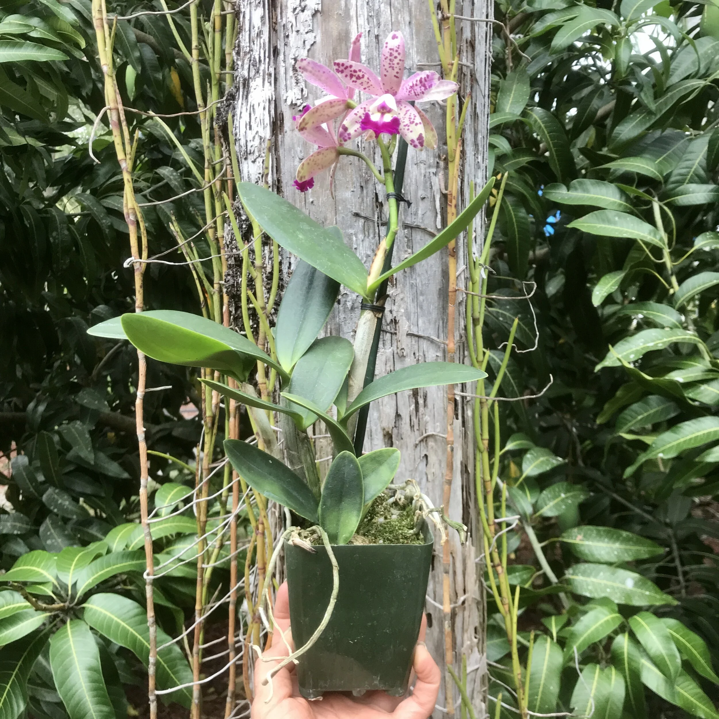Cattleya Tropical Pointer — Palmer Orchids