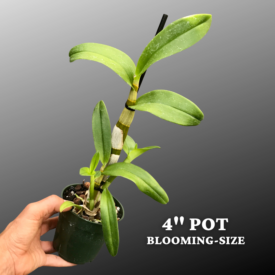 Den. Norma Jackson x discolor — Palmer Orchids