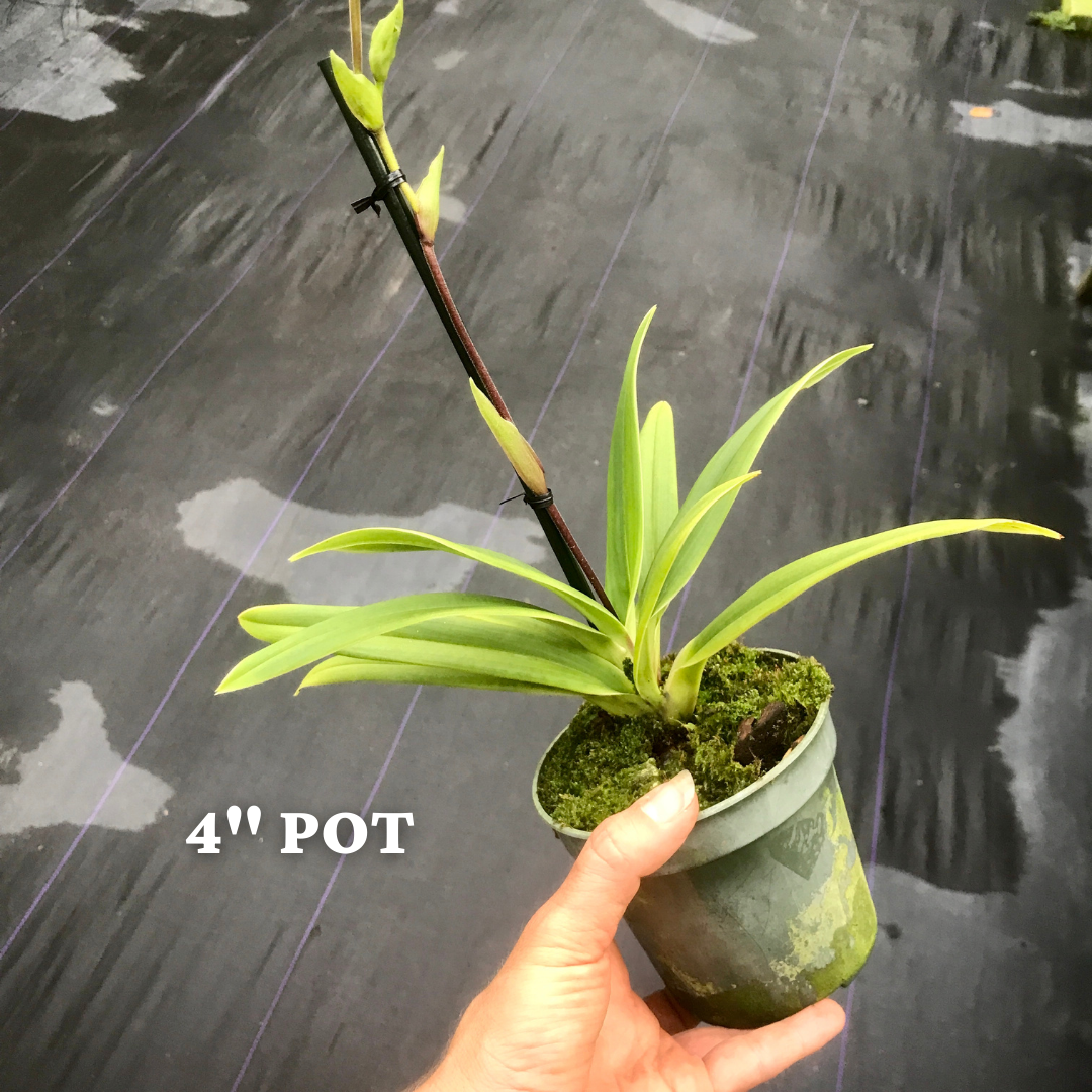 Phrag. QF Maka'ala — Palmer Orchids