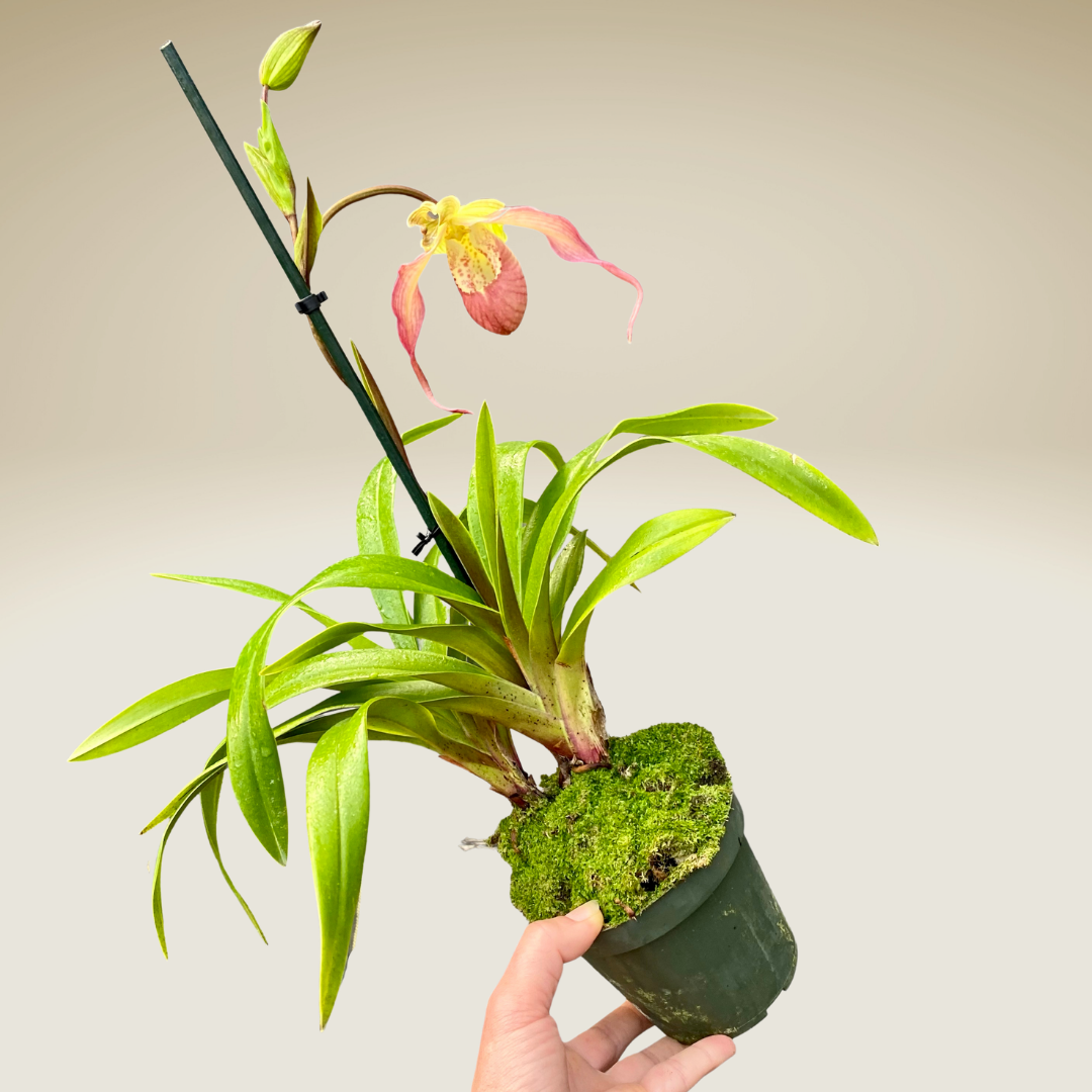 Phrag. Peruflora's Spirit x wallisii — Palmer Orchids