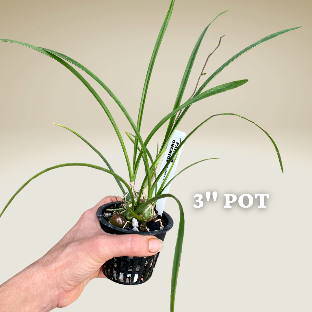 Encyclia — Palmer Orchids