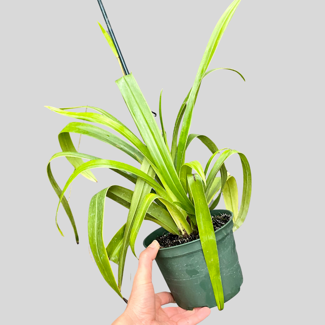 Phrag. Quintals Omega — Palmer Orchids