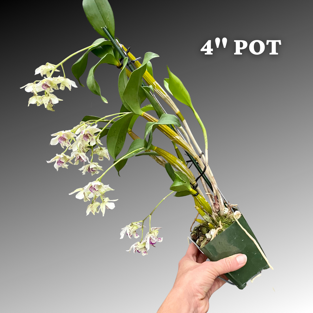 Den. Royal Chip — Palmer Orchids