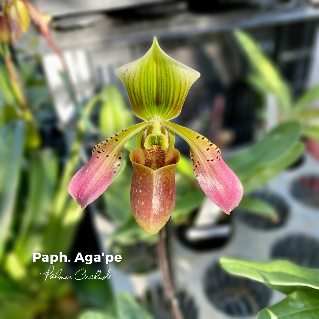 Paphs and Phrags — Palmer Orchids