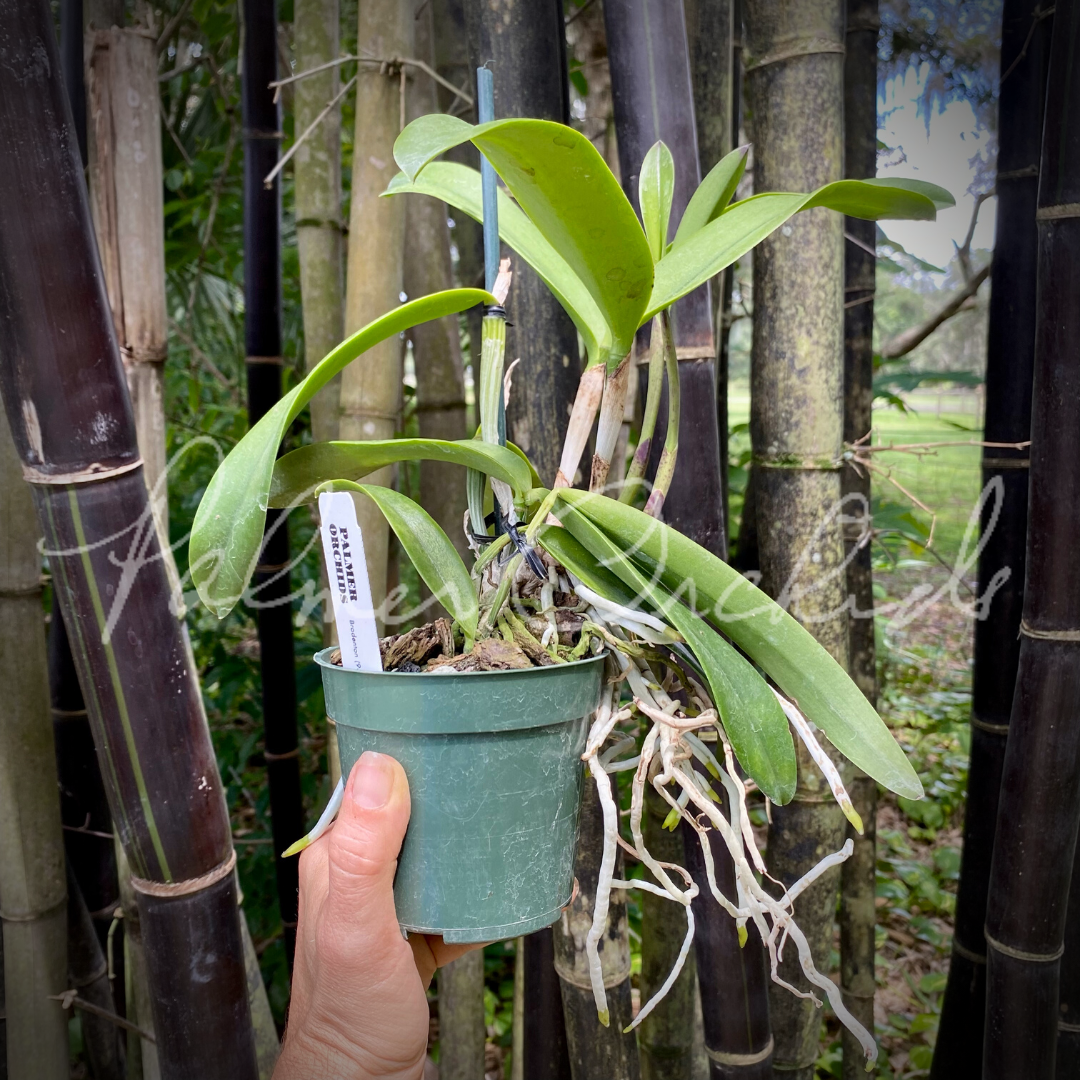 Bc. Glorious May — Palmer Orchids