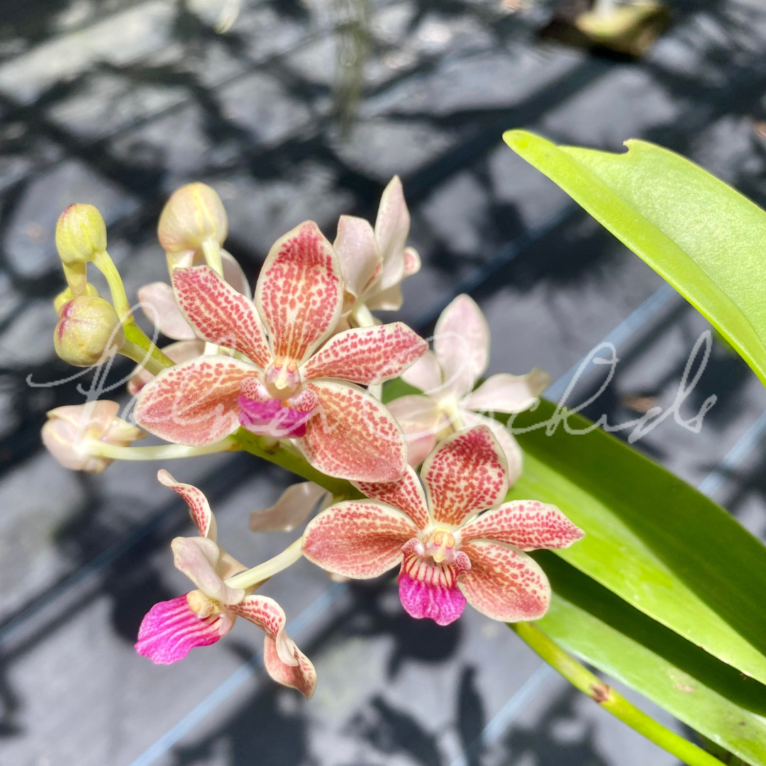 Vanda foetida — Palmer Orchids