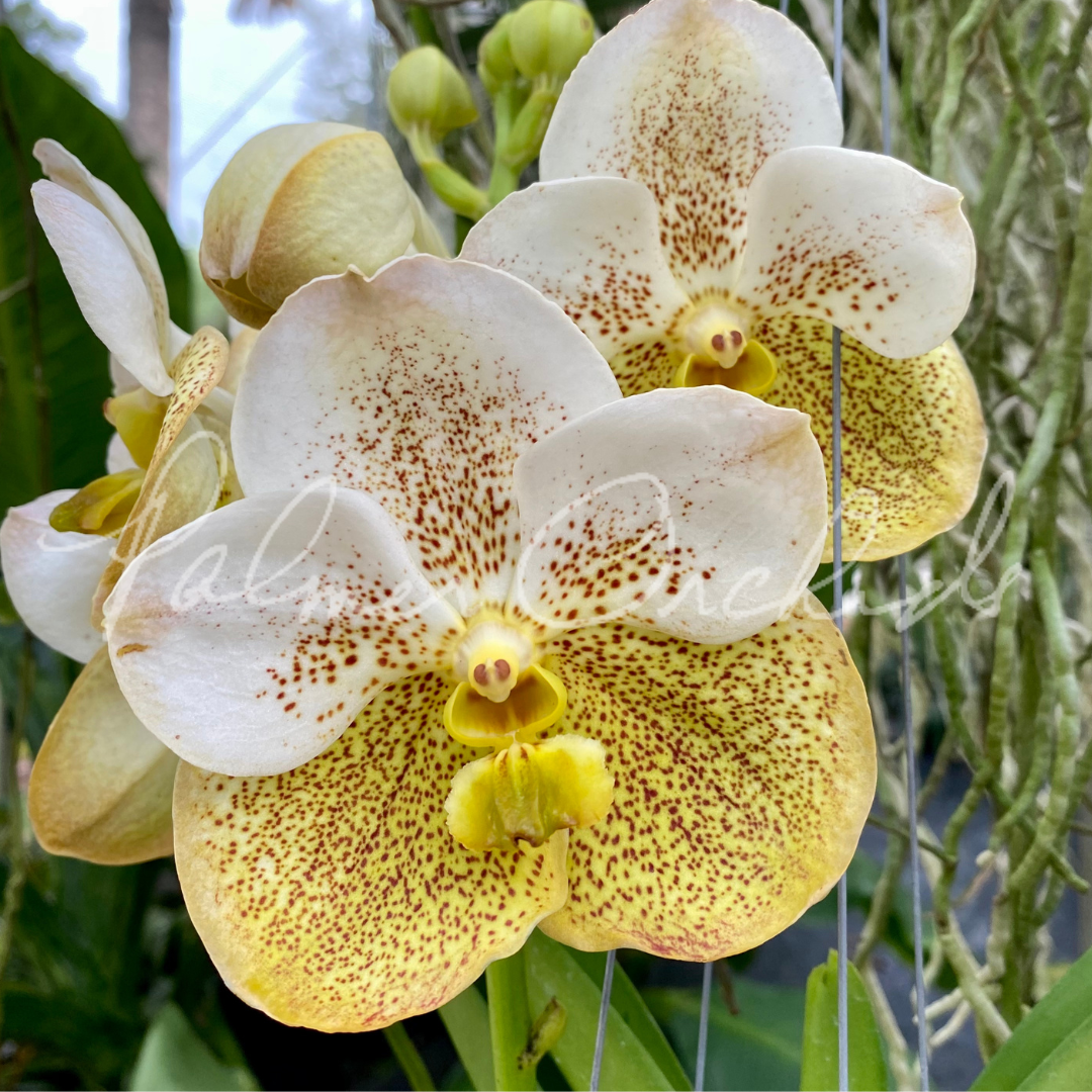 Vanda Prapathom Gold-Rasri Gold — Palmer Orchids