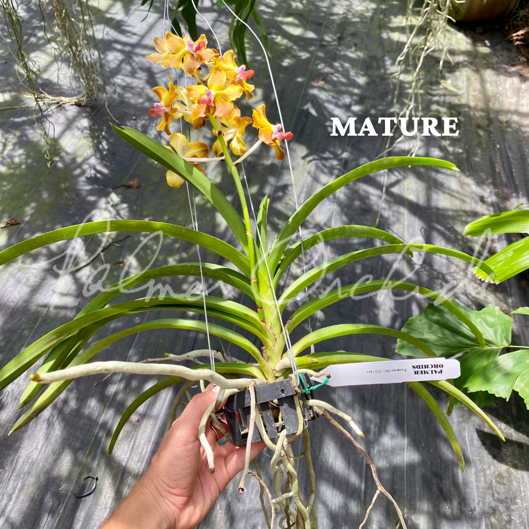 Vanda — Palmer Orchids