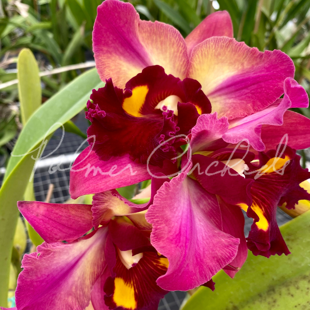 Rlc. Kyla Kobayashi 'Palmer Orchids' — Palmer Orchids