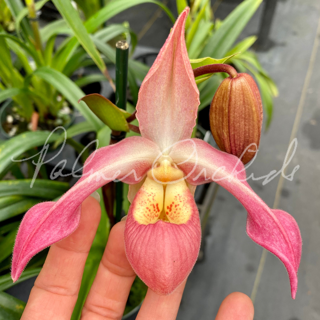 Phrag. QF Dennis D'Alessandro — Palmer Orchids