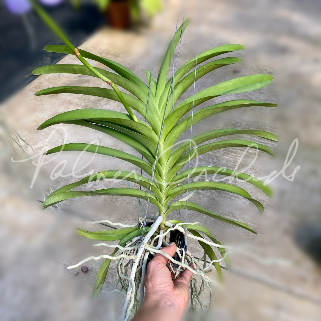 Vanda Yano Blue 'Ploenpit' — Palmer Orchids
