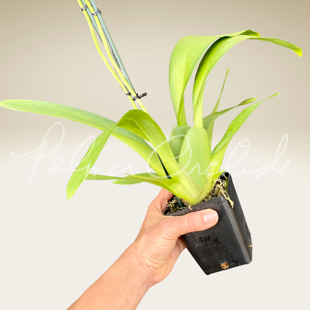 Bllra. Big Shot 'Hilo Sparkle' — Palmer Orchids