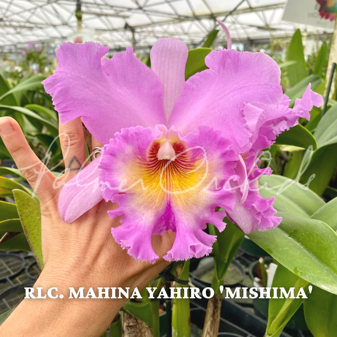 Rlc Mahina Yahiro Palmer Orchids
