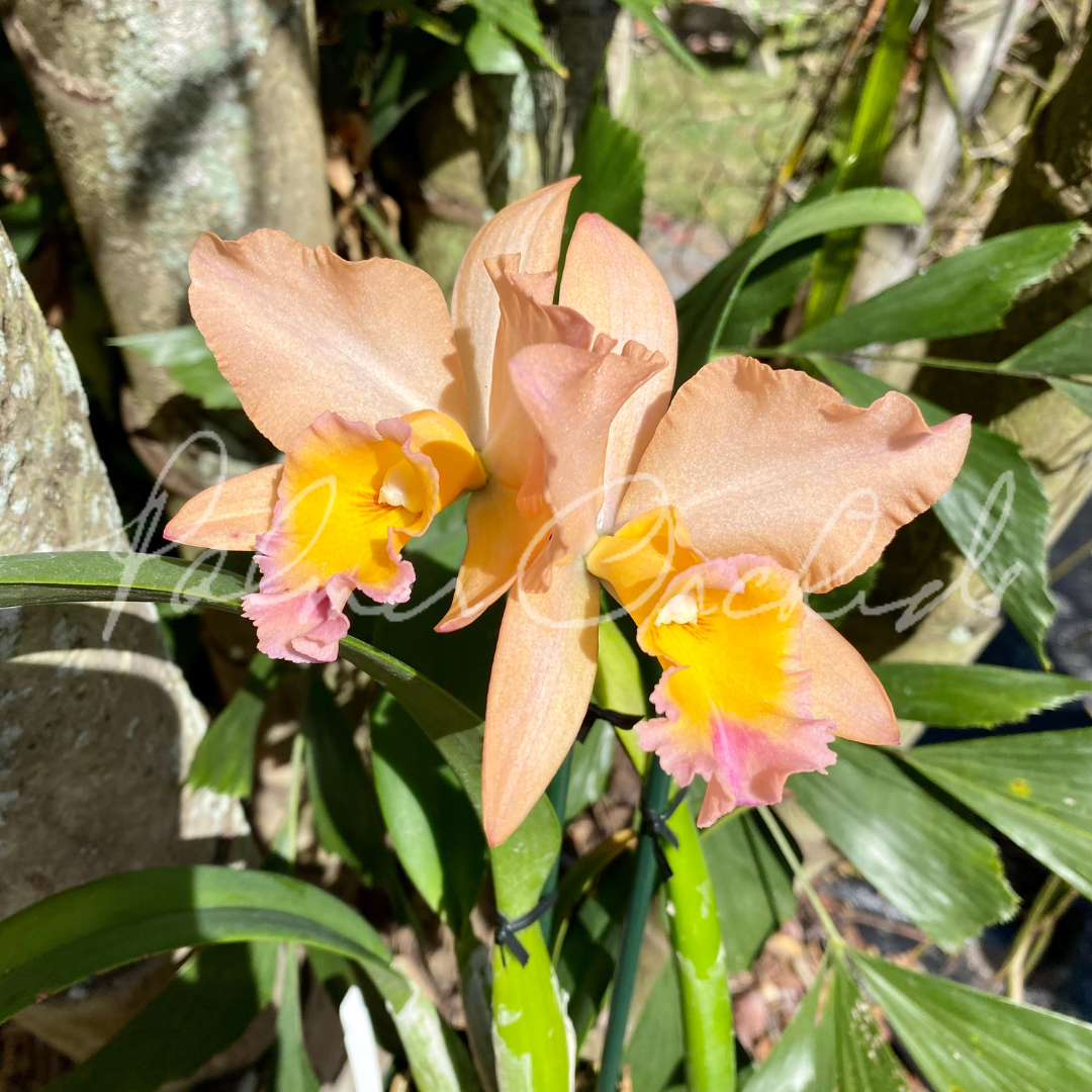 Rth. Hawaii Island Passion — Palmer Orchids