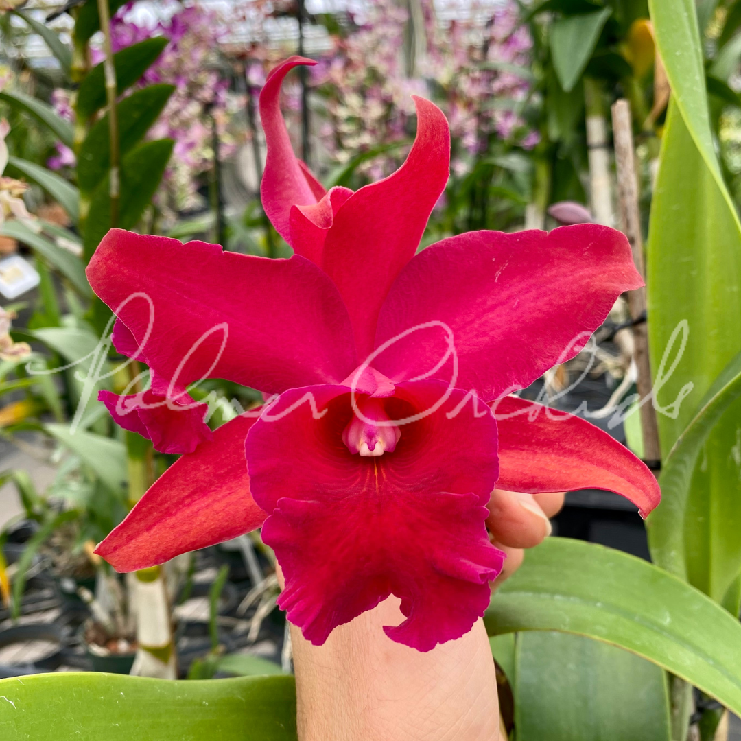 Ctph. Claudia's Grand Sunrise — Palmer Orchids