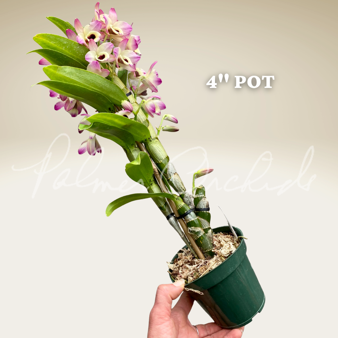 Den. Oriental Smile 'Butterfly' — Palmer Orchids