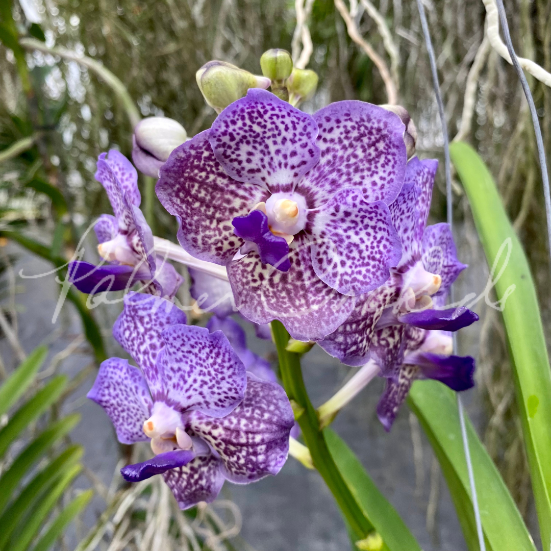 Van. John Farrar 'George's Delight' AM/AOS — Palmer Orchids