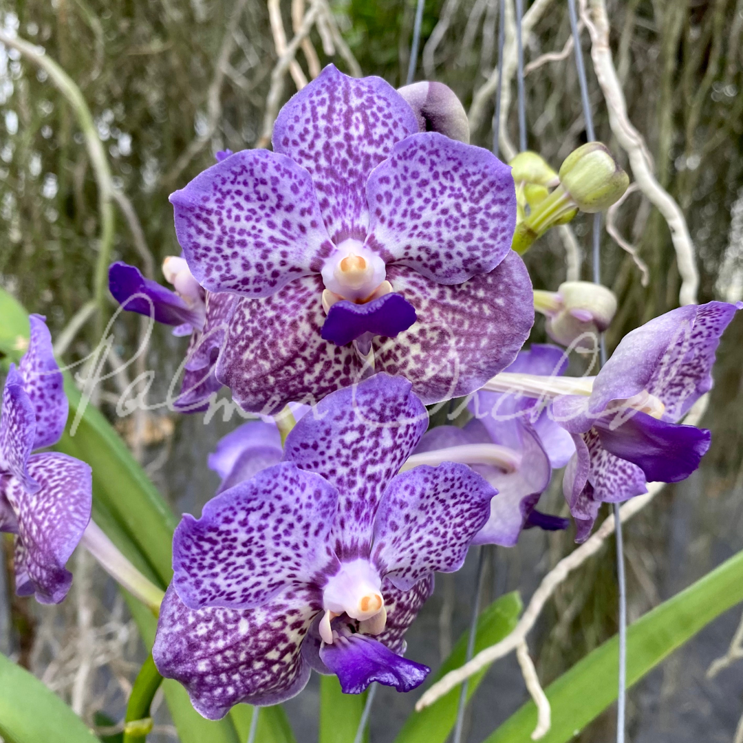 Van. John Farrar 'George's Delight' AM/AOS — Palmer Orchids