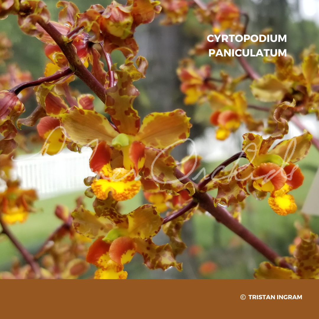 Cyrtopodium paniculatum x punctatum — Palmer Orchids
