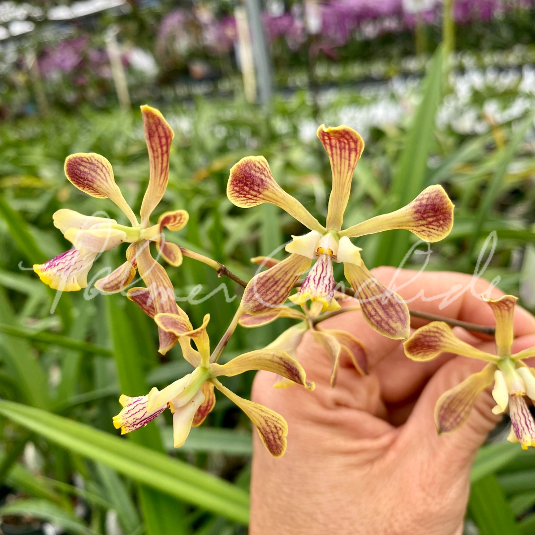 Encyclia Rioclarense — Palmer Orchids