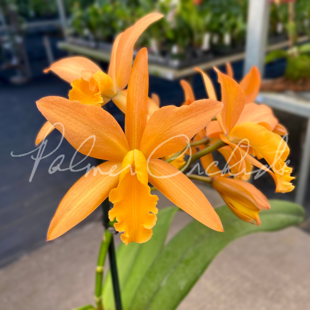 Ctt. Candy Corn — Palmer Orchids