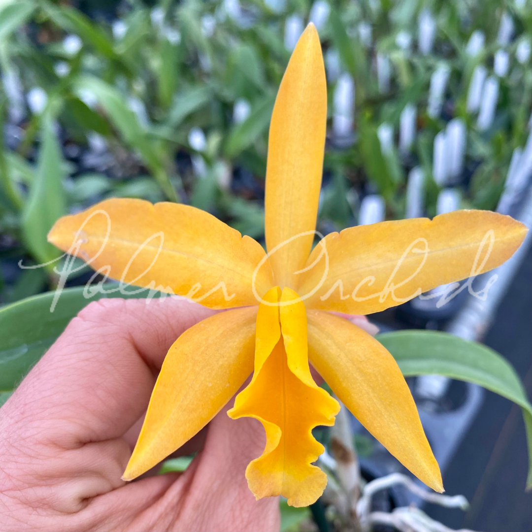 Ctt. Candy Corn — Palmer Orchids