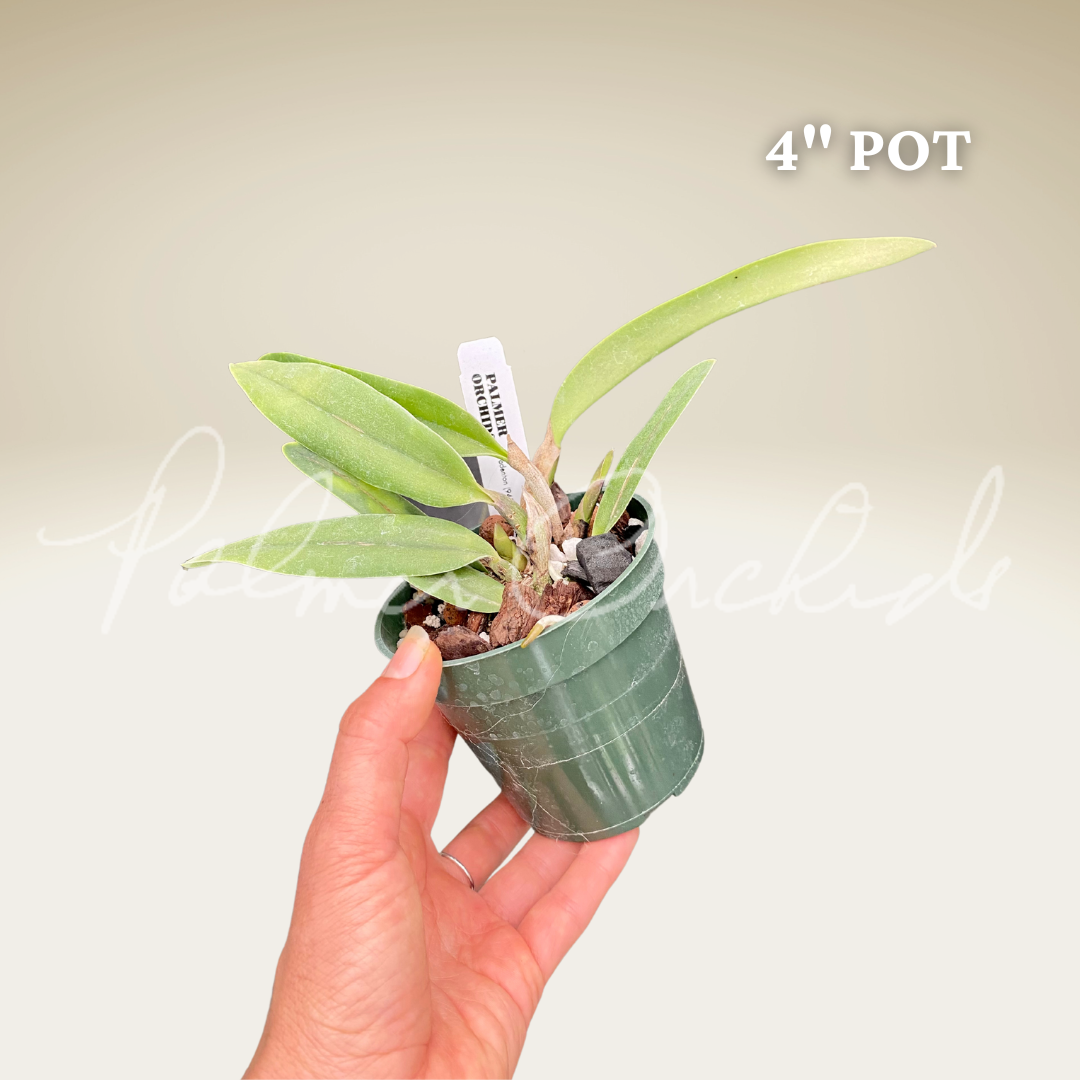 Rlc. Lebenkreis-C. Virginia Dickey — Palmer Orchids