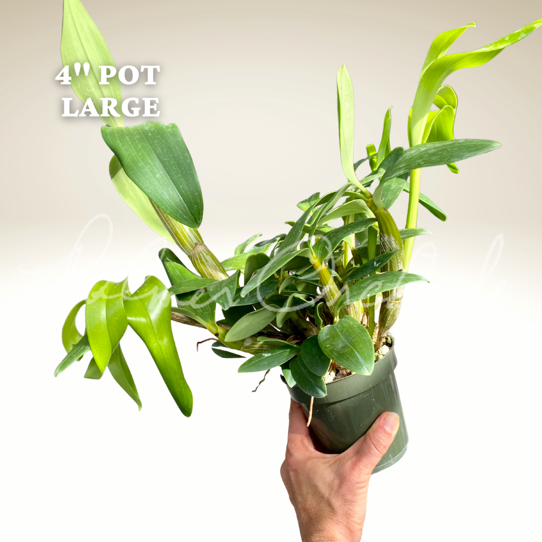 Dendrobium spectabile — Palmer Orchids