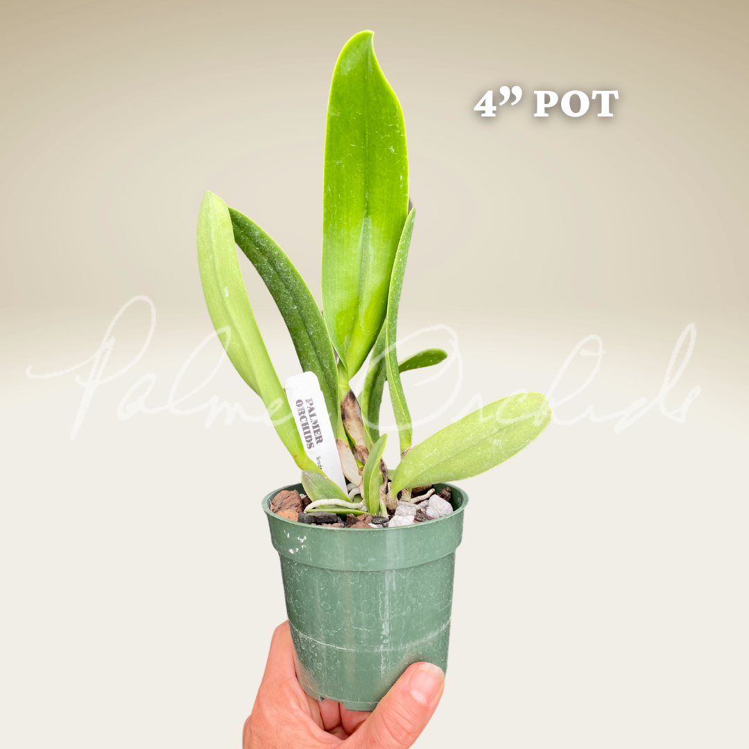 Rlc. Toshie Aoki 'Pizzazz' — Palmer Orchids