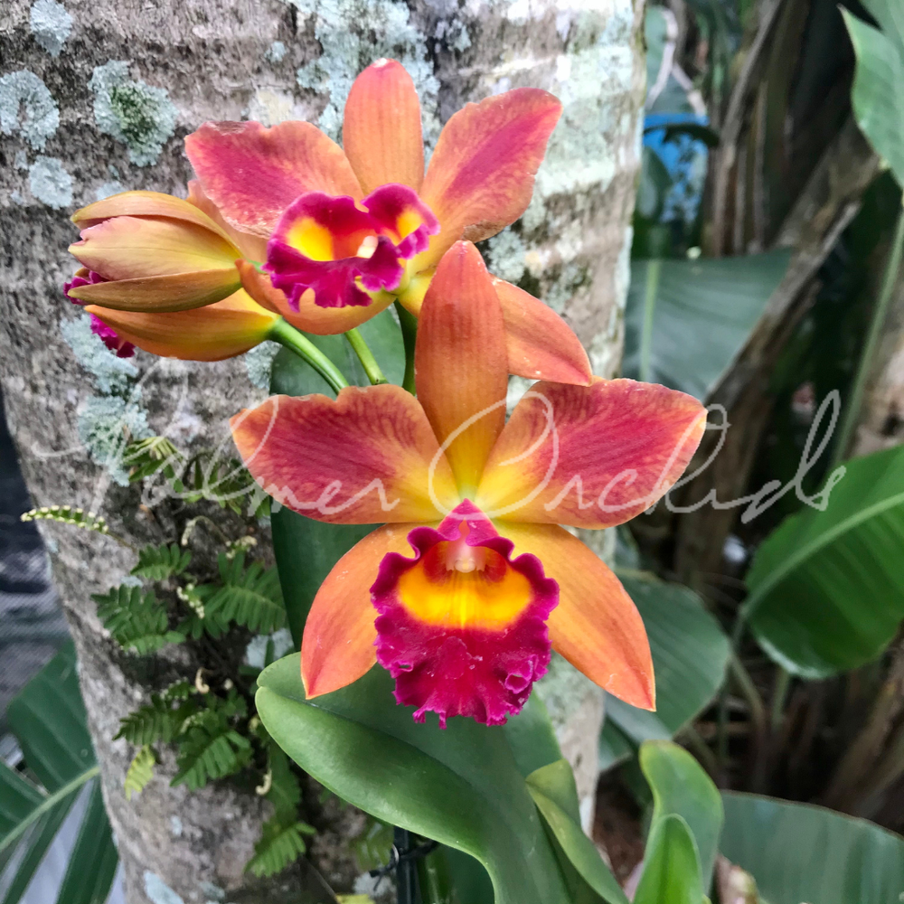Orange Orchids