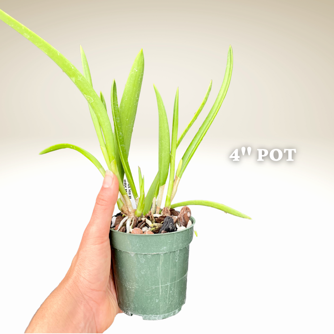 Bc. Yellow Bird — Palmer Orchids