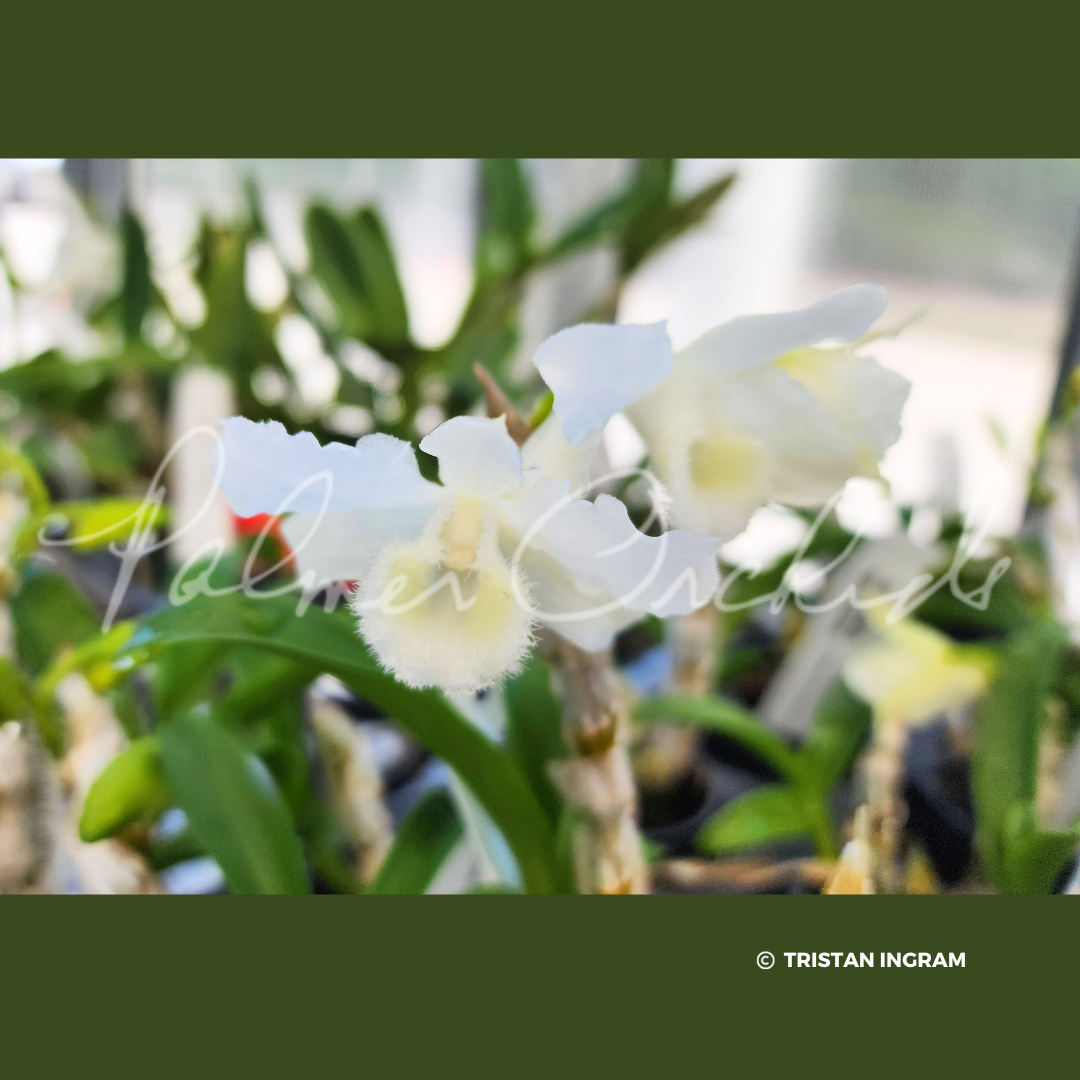 Dendrobium parishii f. alba — Palmer Orchids