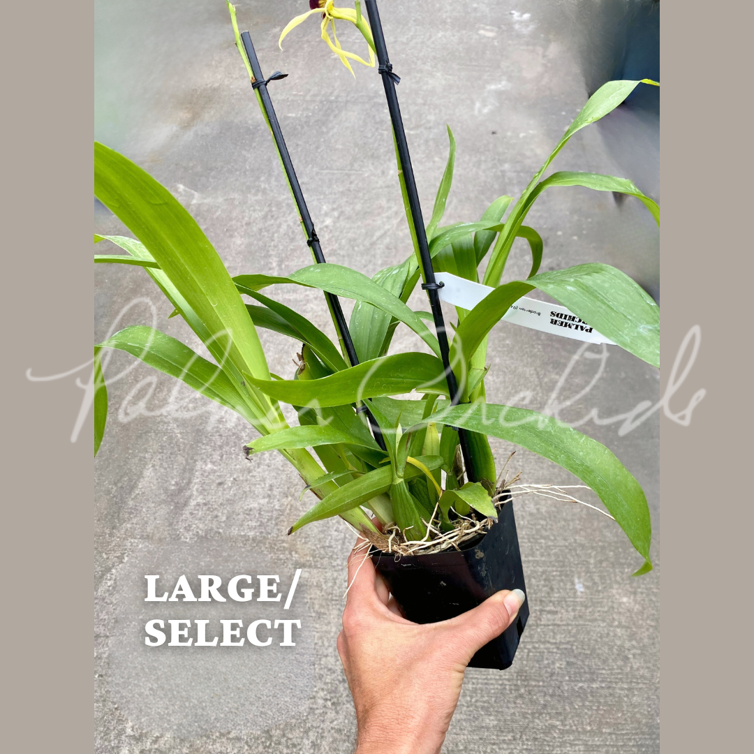 Prosthechea cochleata — Palmer Orchids