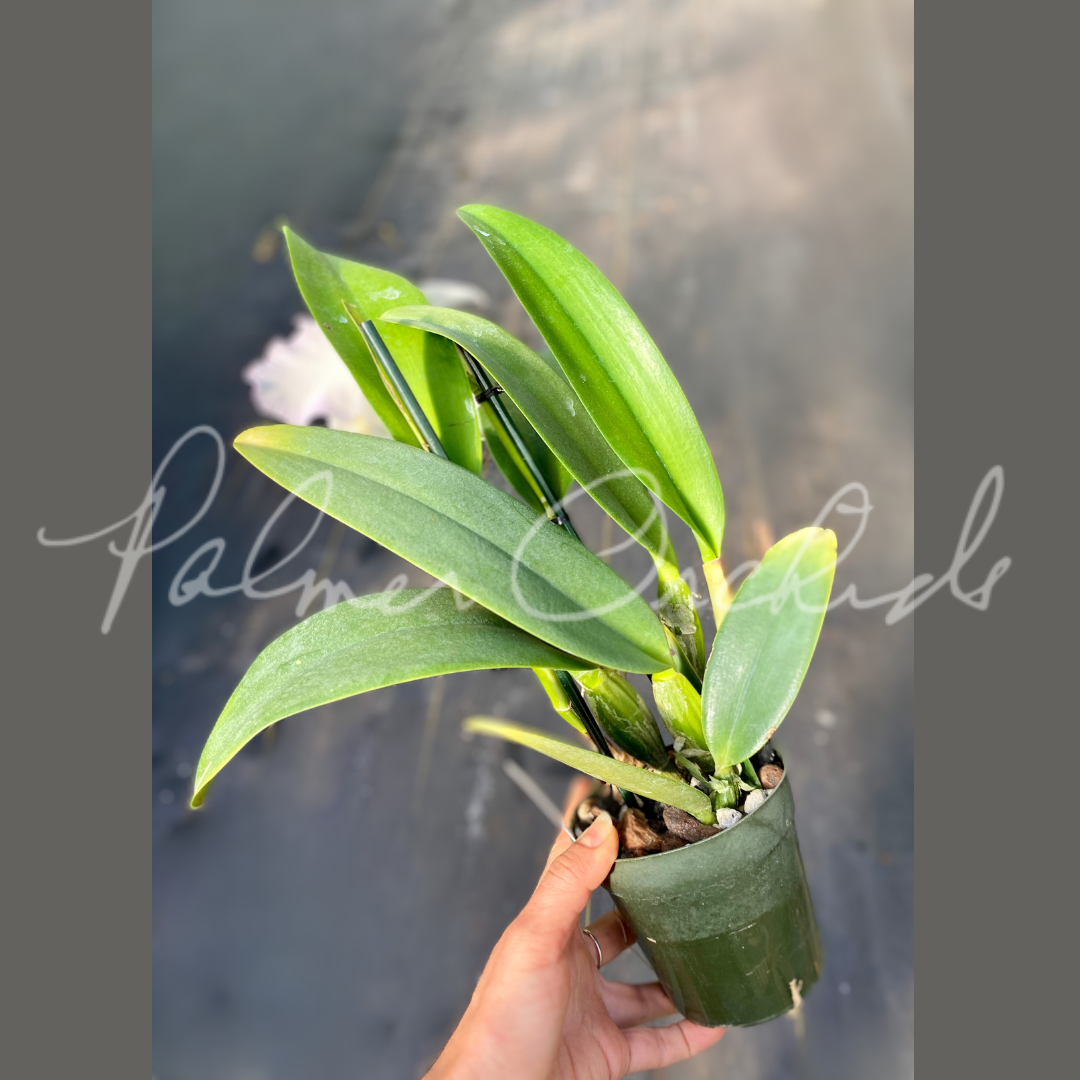 Cattleya Pure Soul — Palmer Orchids