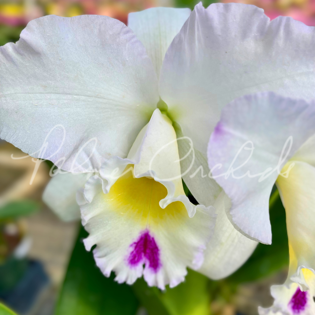 Cattleya Pure Soul — Palmer Orchids