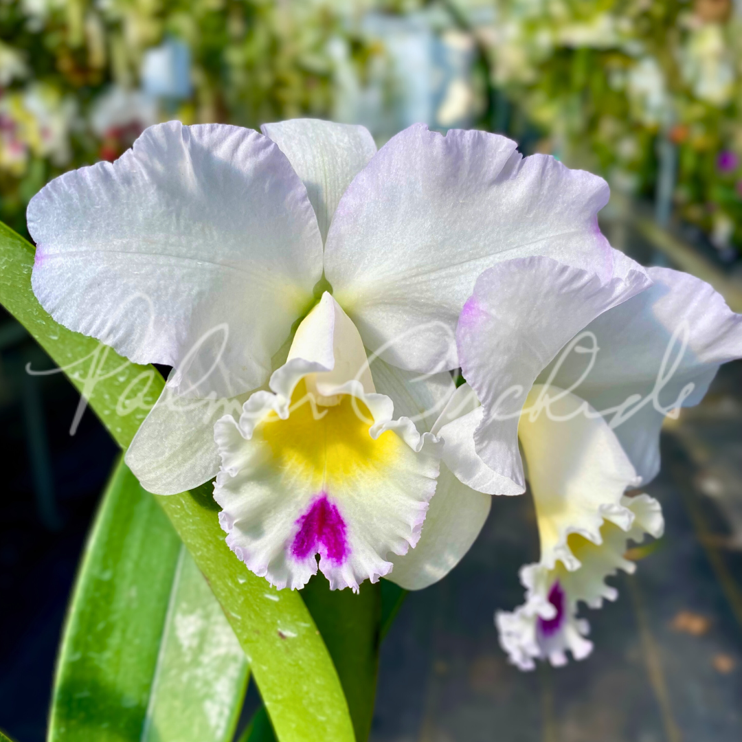 Cattleya Pure Soul — Palmer Orchids
