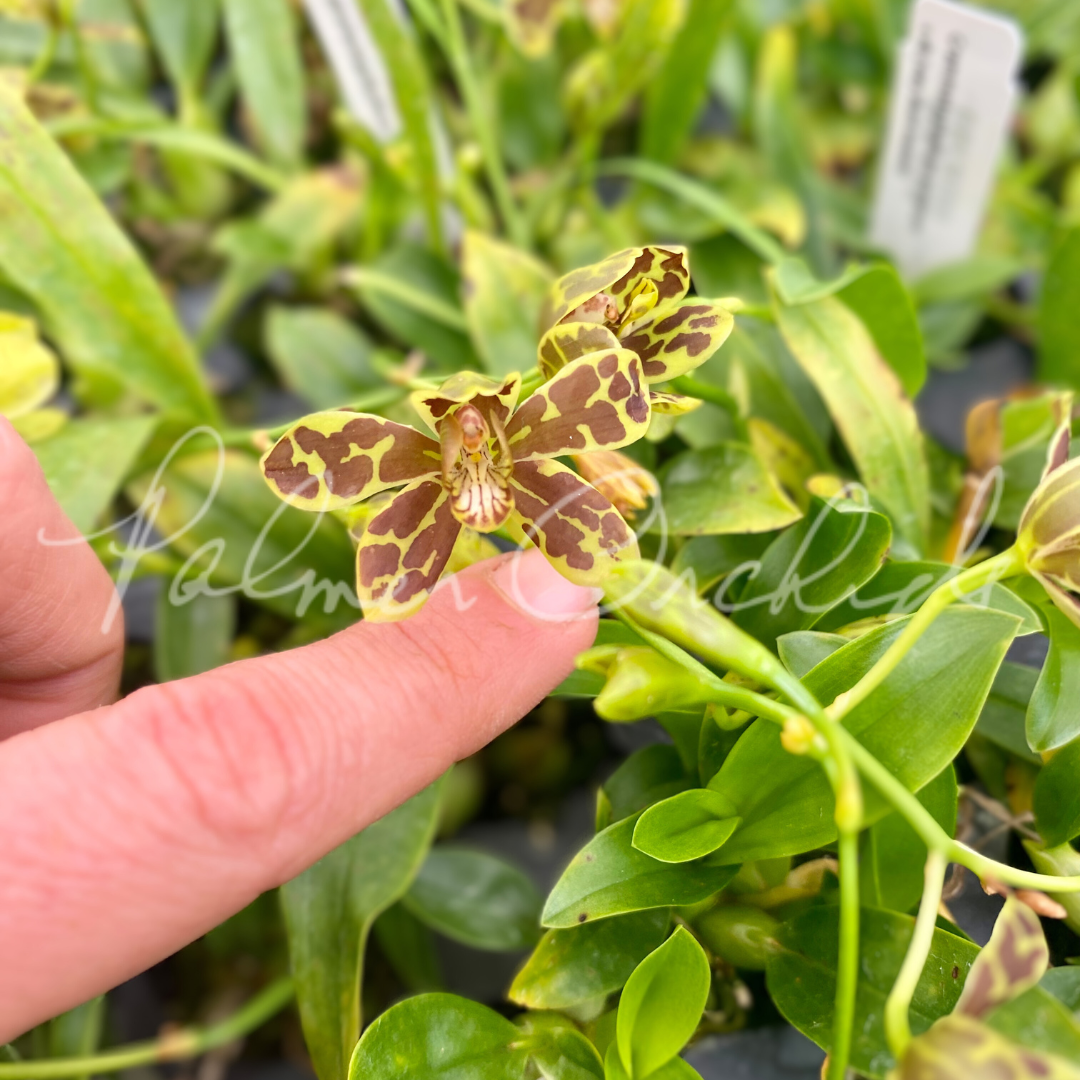 Grammatophyllum scriptum (mini) — Palmer Orchids