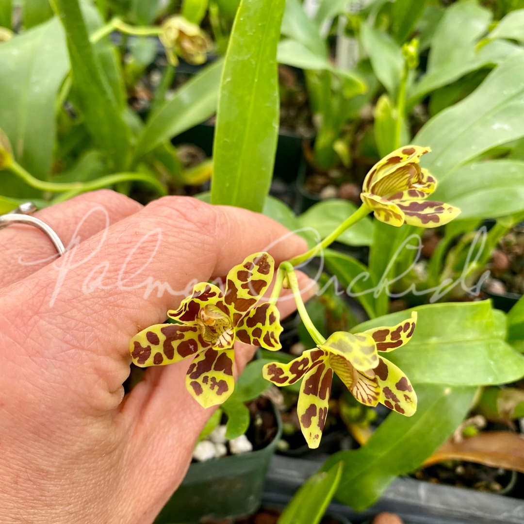 Grammatophyllum scriptum (mini) — Palmer Orchids