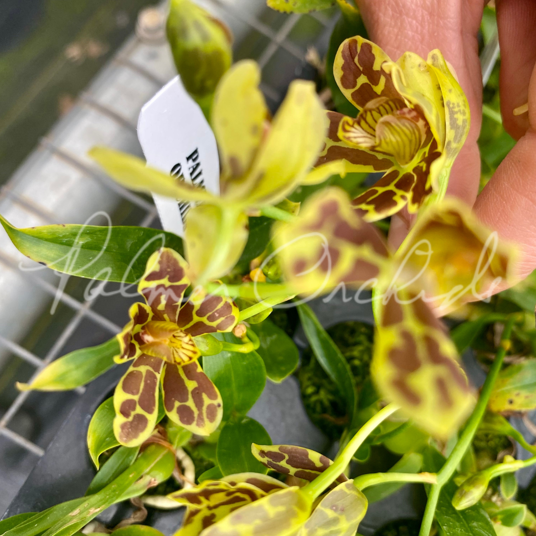 Grammatophyllum scriptum (mini) — Palmer Orchids
