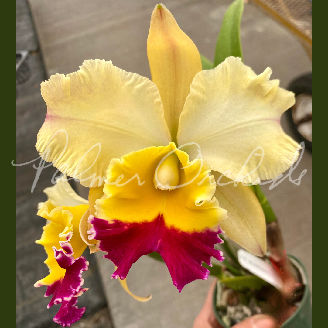 Rlc. Pete and Lottie — Palmer Orchids