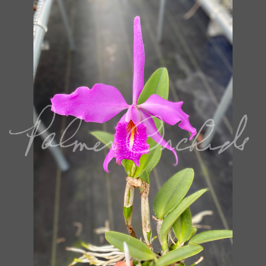Cattleya maxima — Palmer Orchids