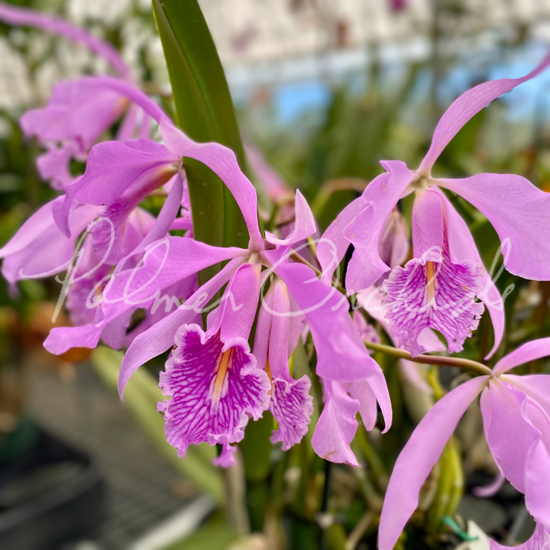 Cattleya maxima — Palmer Orchids