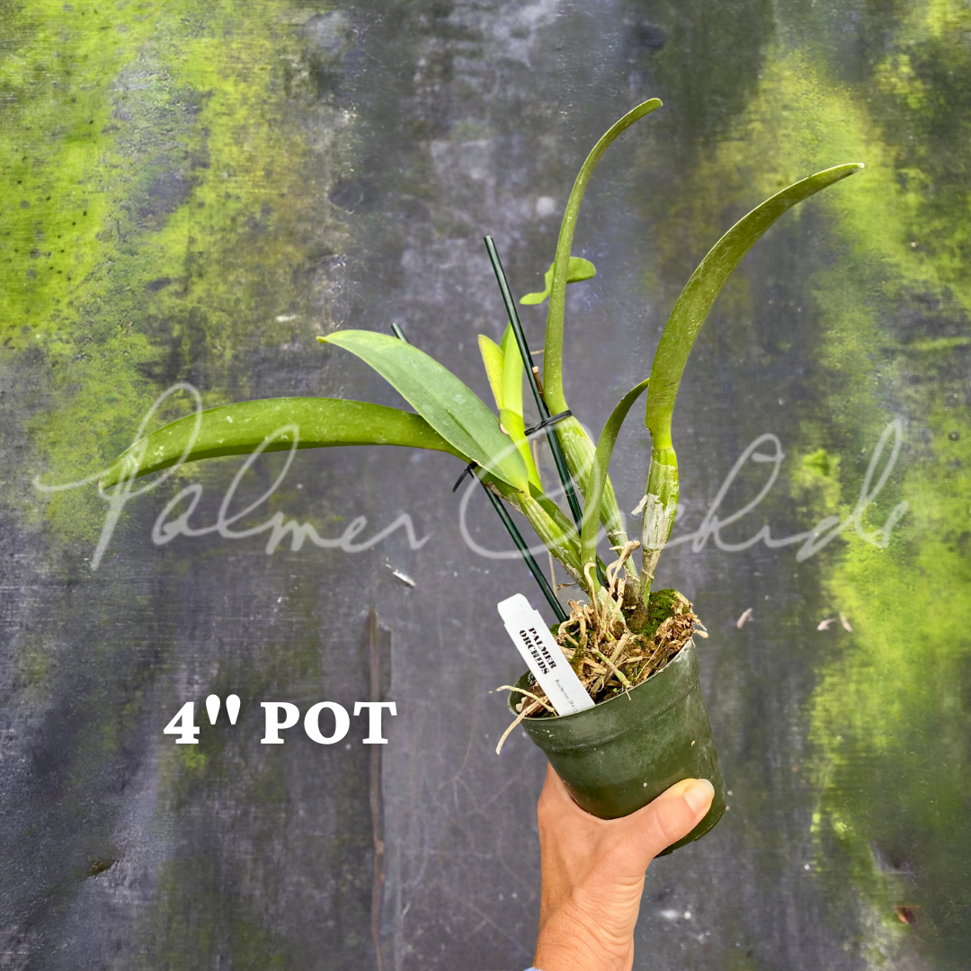 Cattleya Pure Soul — Palmer Orchids