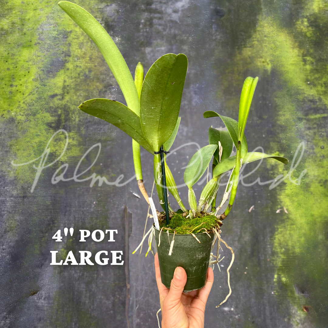 Cattleya Pure Soul — Palmer Orchids