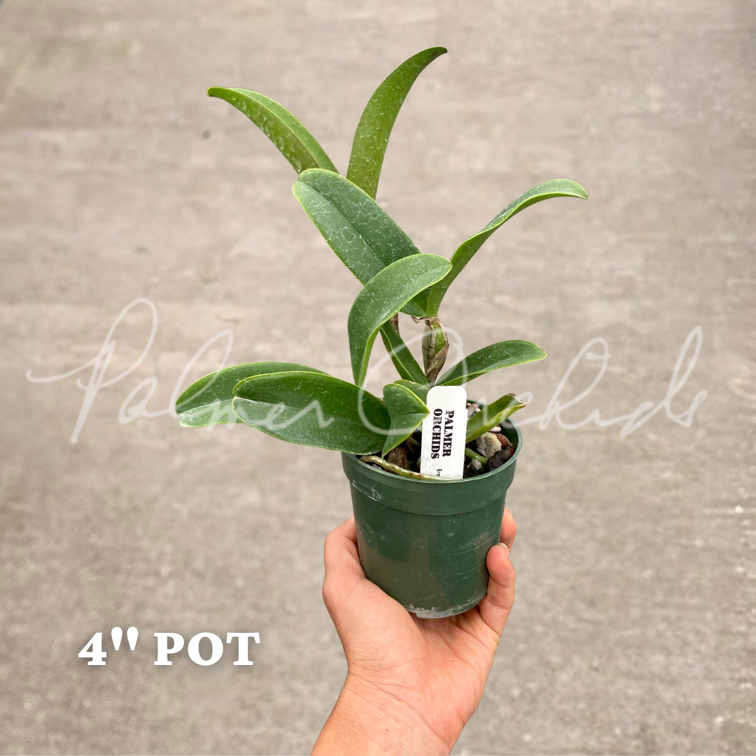 Cattleya violacea 'Big Jane' — Palmer Orchids
